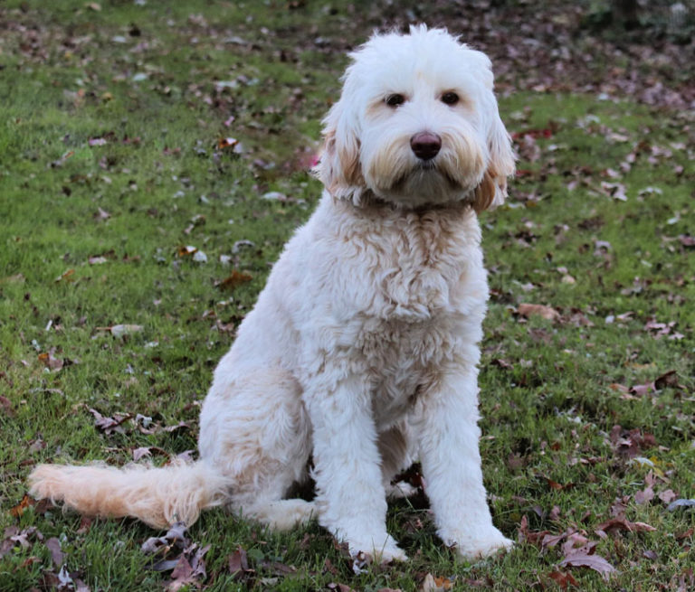 Spring Valley's Winter Rose - Spring Valley Australian Labradoodles