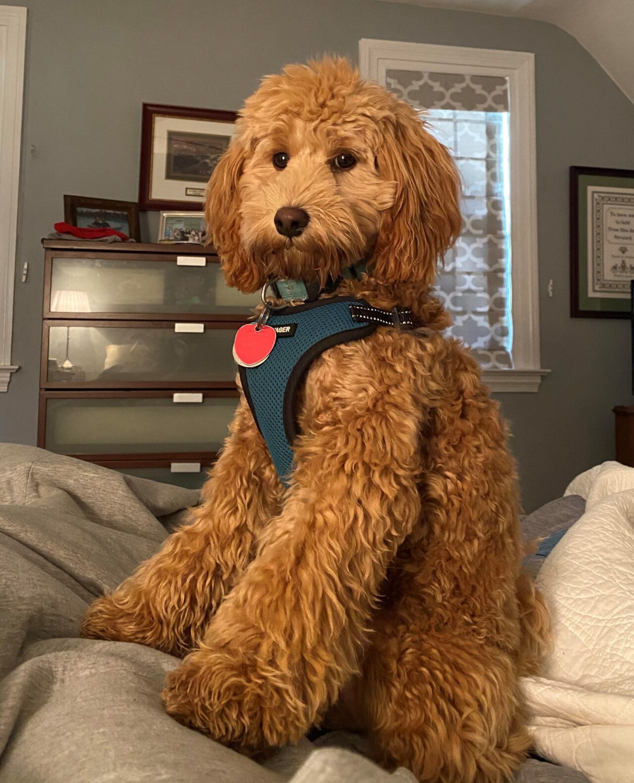 Spring Valley's Magical Moonlight (Luna) - Spring Valley Australian ...