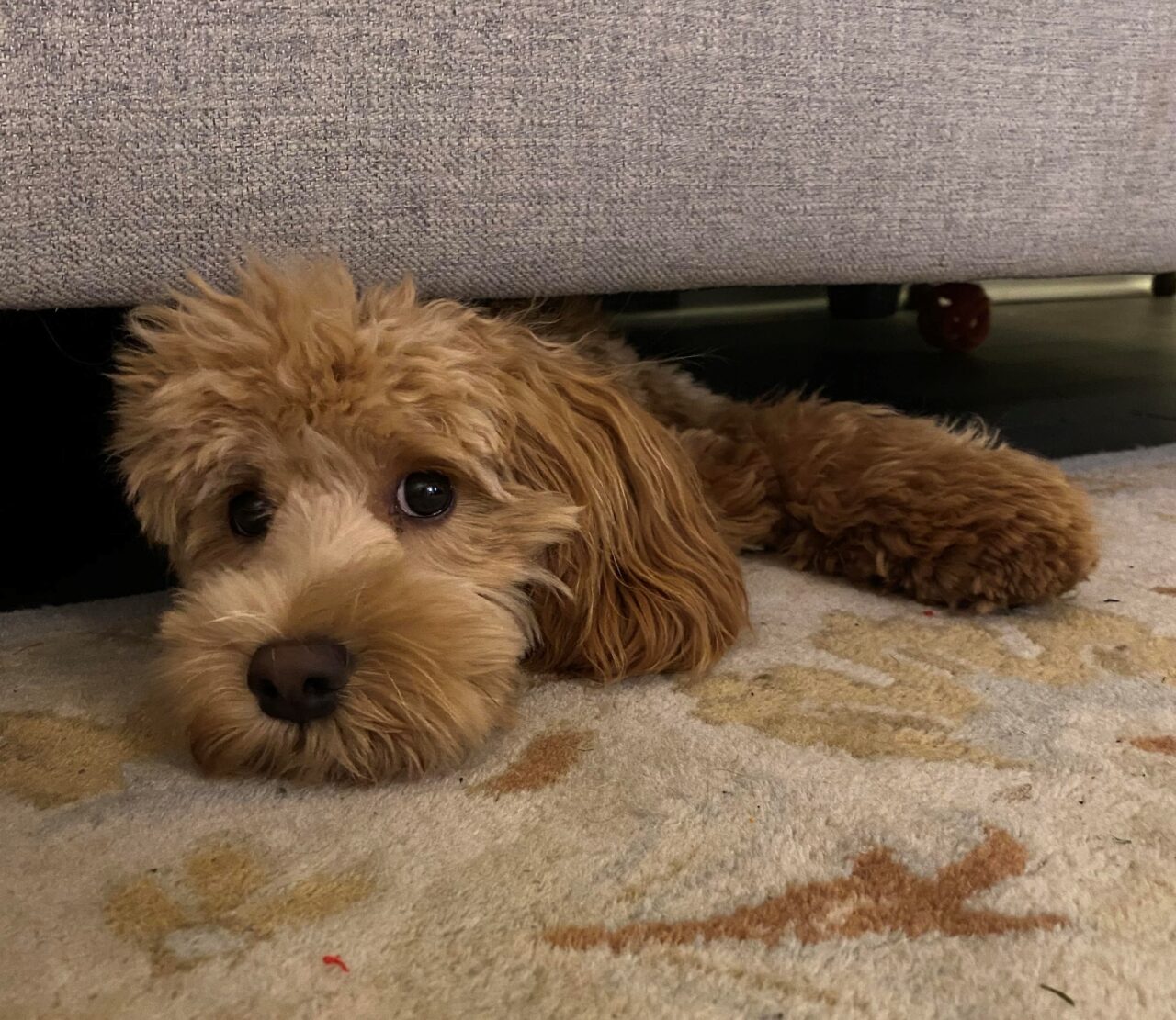 Spring Valley's Magical Moonlight (Luna) - Spring Valley Australian ...