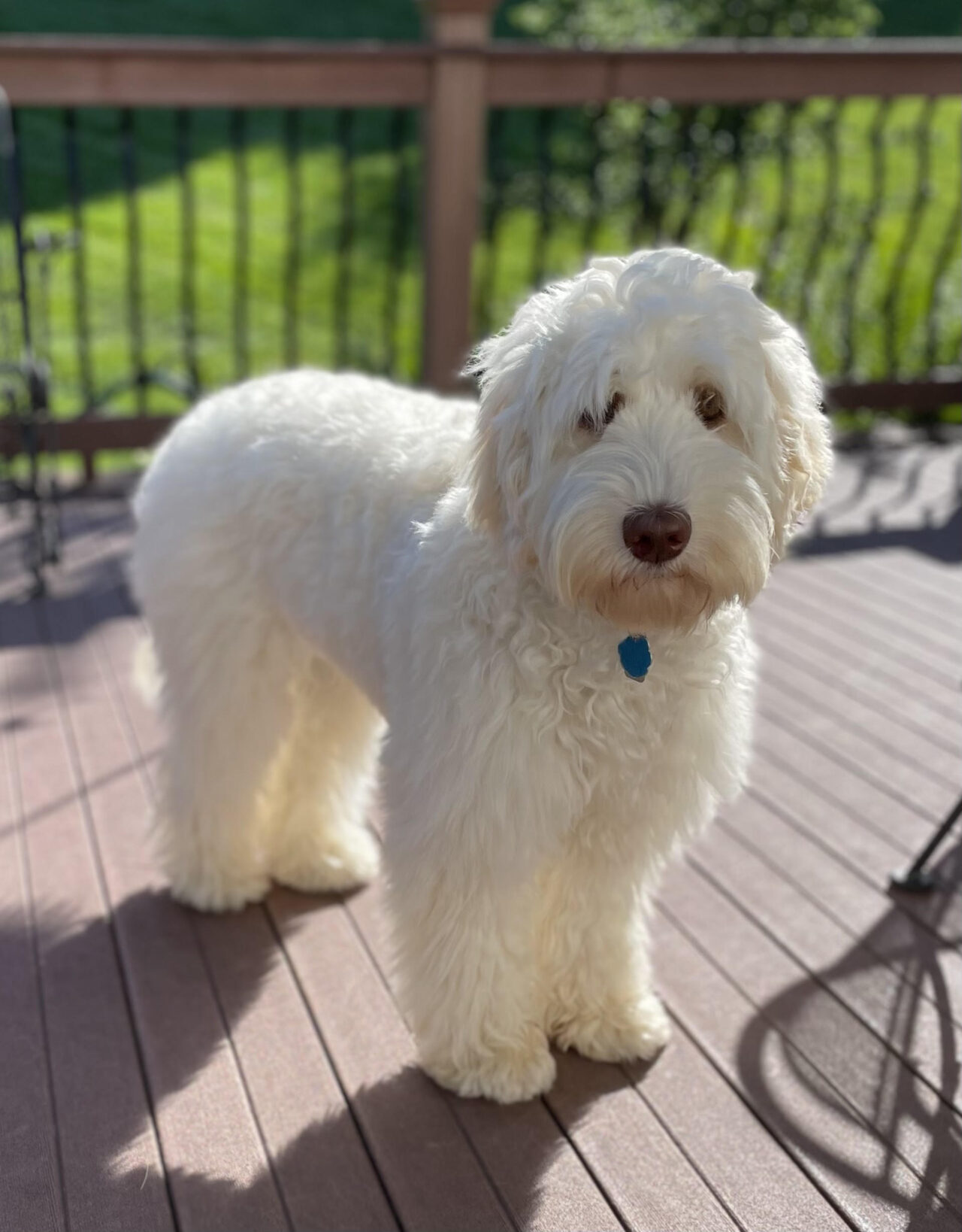 Labradoodle Breeder PA | Spring Valley Australian Labradoodles