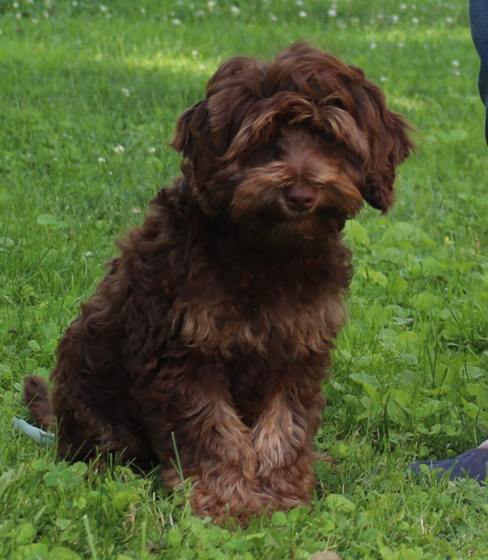 Labradoodle Breeder PA | Spring Valley Australian Labradoodles