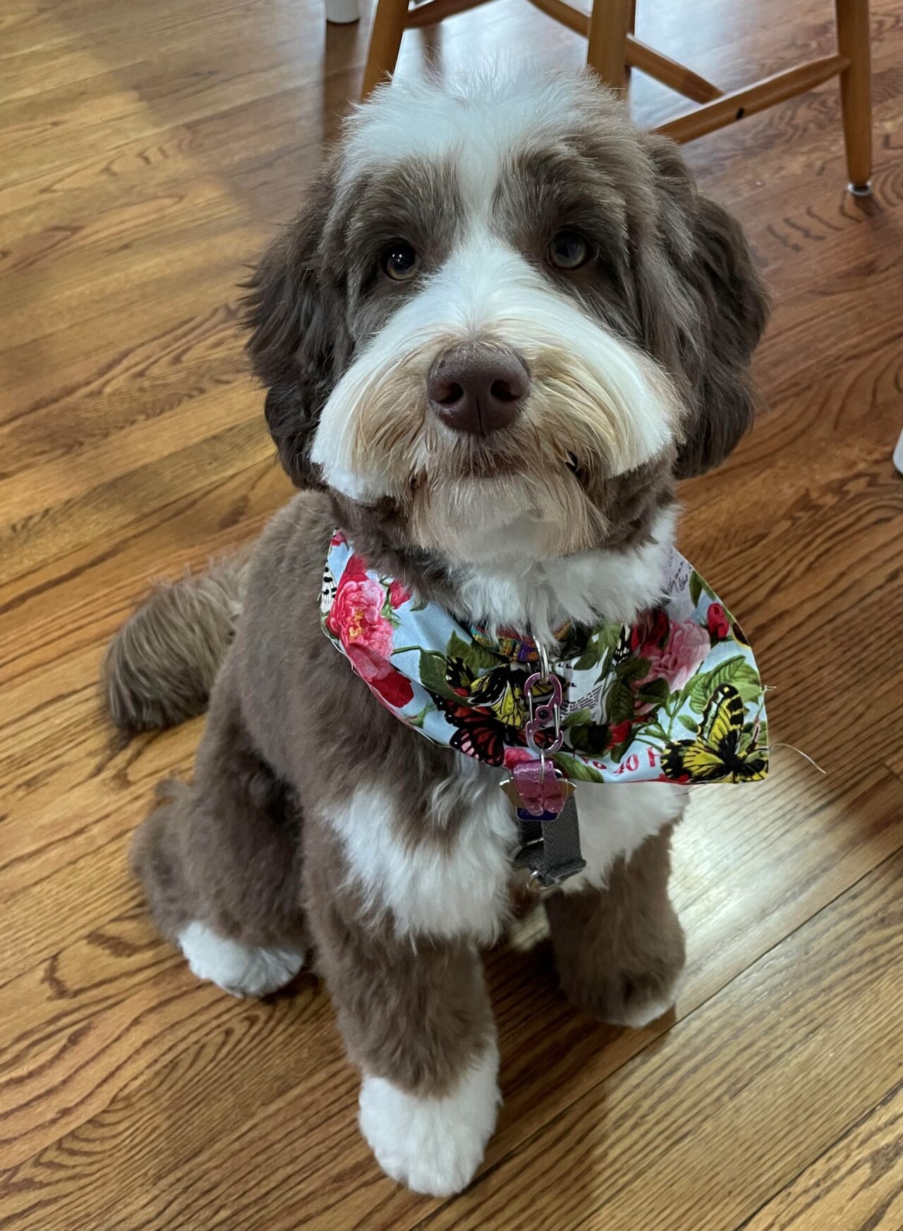 Labradoodle Breeder PA | Spring Valley Australian Labradoodles