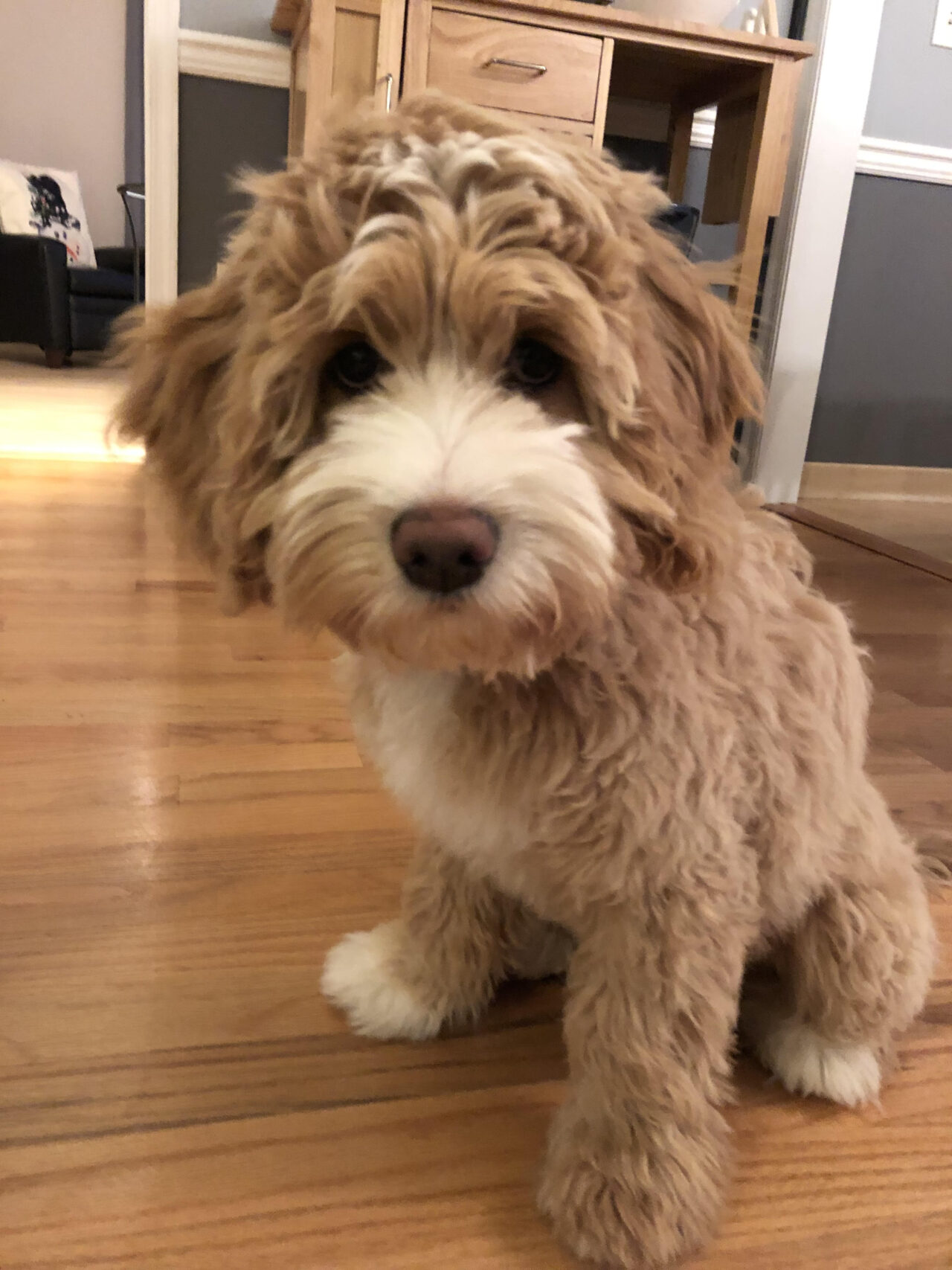 Labradoodle Breeder PA | Spring Valley Australian Labradoodles