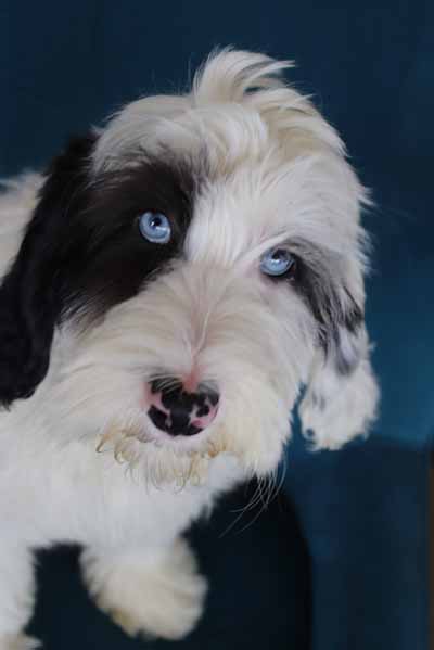 Australian Labradoodle Breeder in PA|Spring Valley Australian Labraoodles
