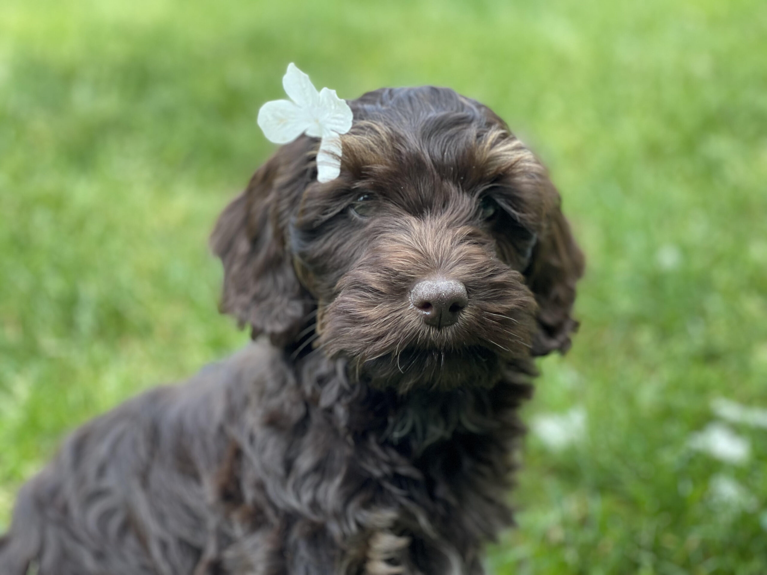 Australian Labradoodle Breeder in PA|Spring Valley Australian Labraoodles