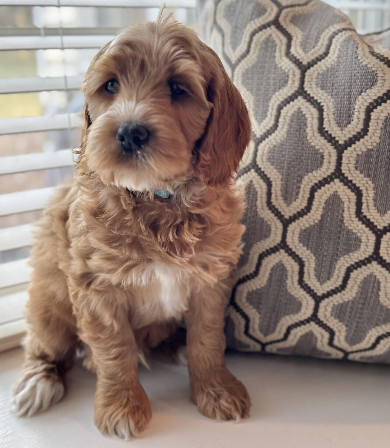 Australian Labradoodle Breeder in PA|Spring Valley Australian Labraoodles